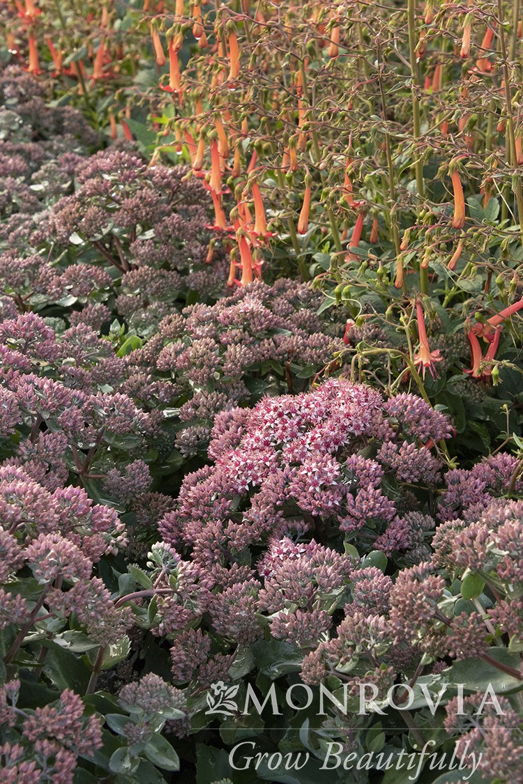 Sedum Emerald Ice TheTreeFarm sedum-emerald-ice-thetreefarm