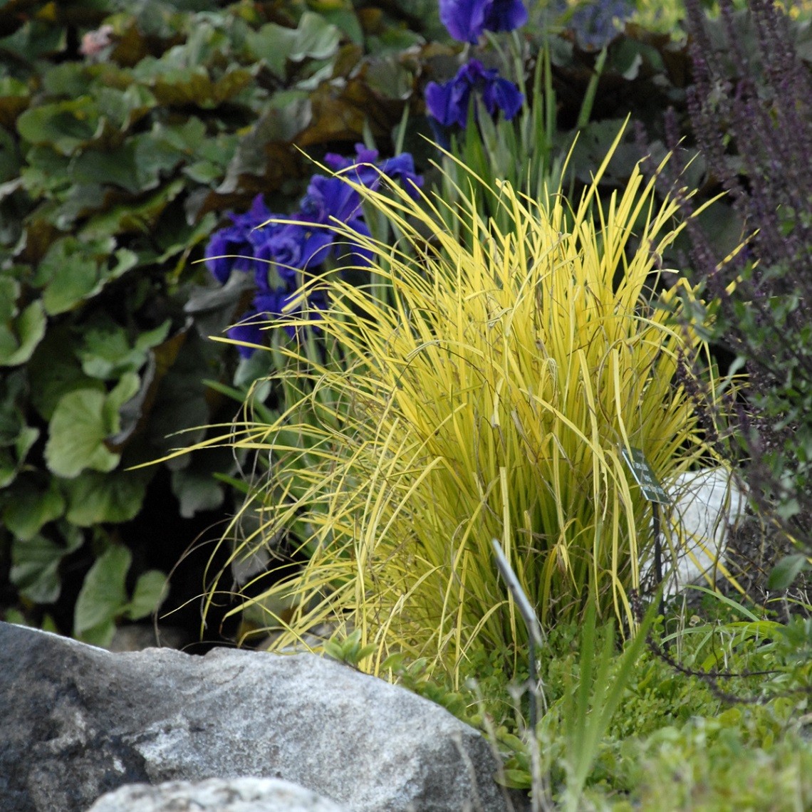 Sedge, Bowles Golden - TheTreeFarm.com