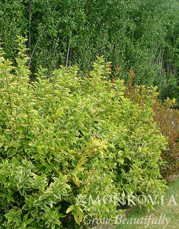 Weigela, Mor-Colourful™ - TheTreeFarm.com