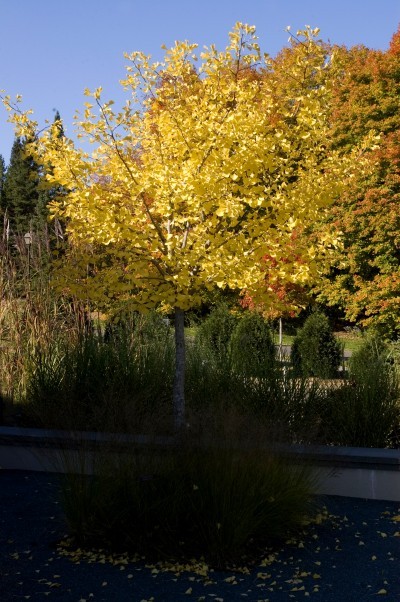 Ginkgo, Autumn Gold - TheTreeFarm.com