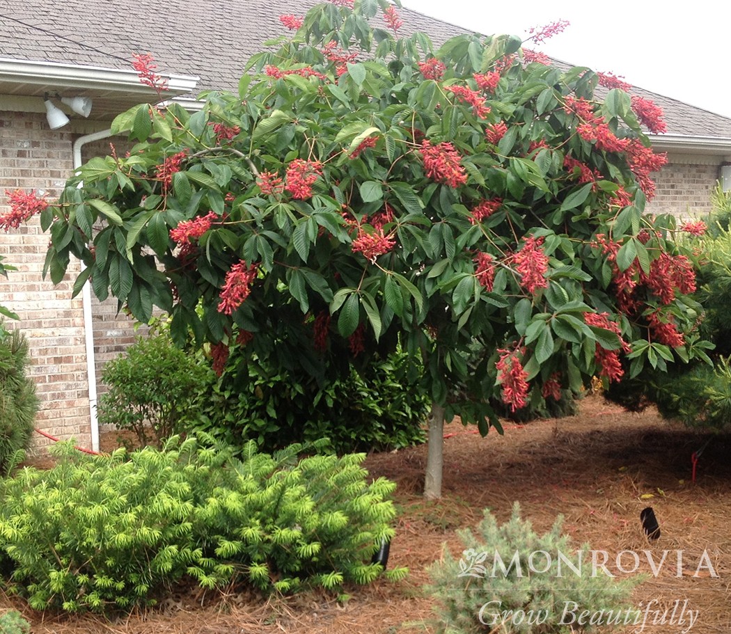Red Horse Chestnut Tree