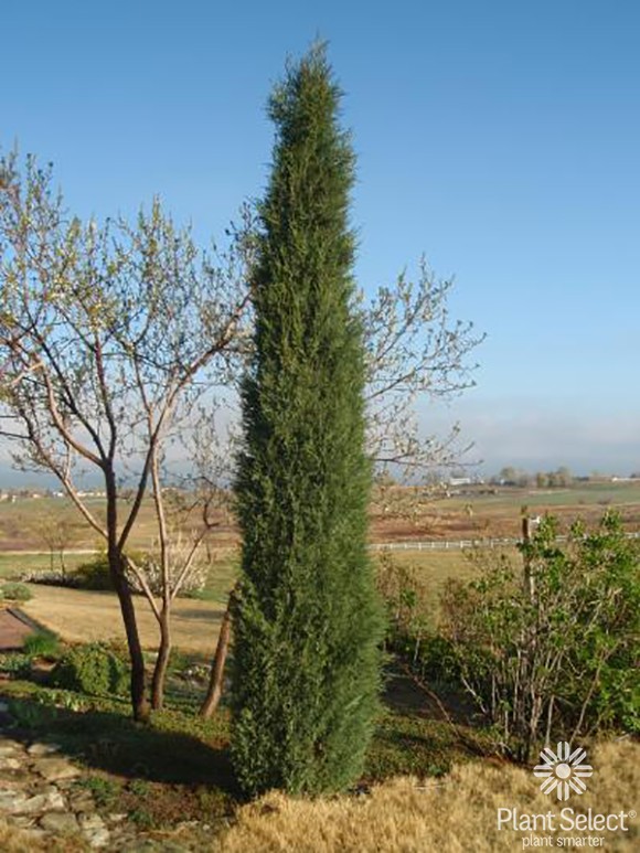 Juniper, Woodward - TheTreeFarm.com