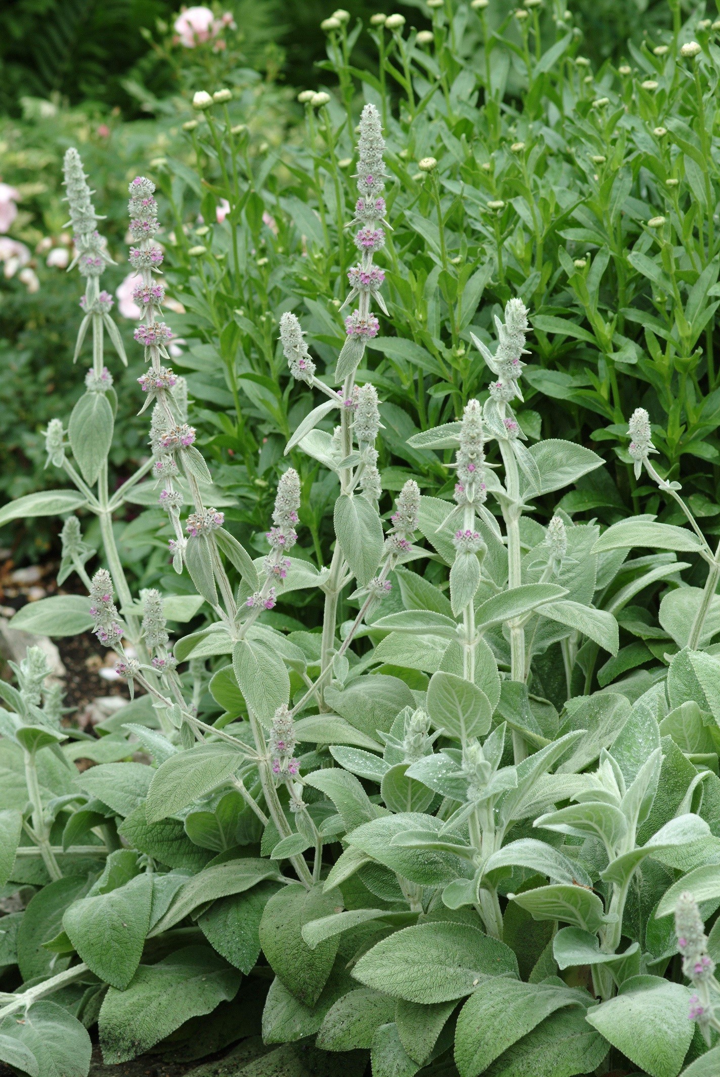 Lamb's Ear, Silver Carpet - TheTreeFarm.com
