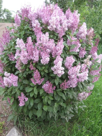 Lilac, Minuet - TheTreeFarm.com