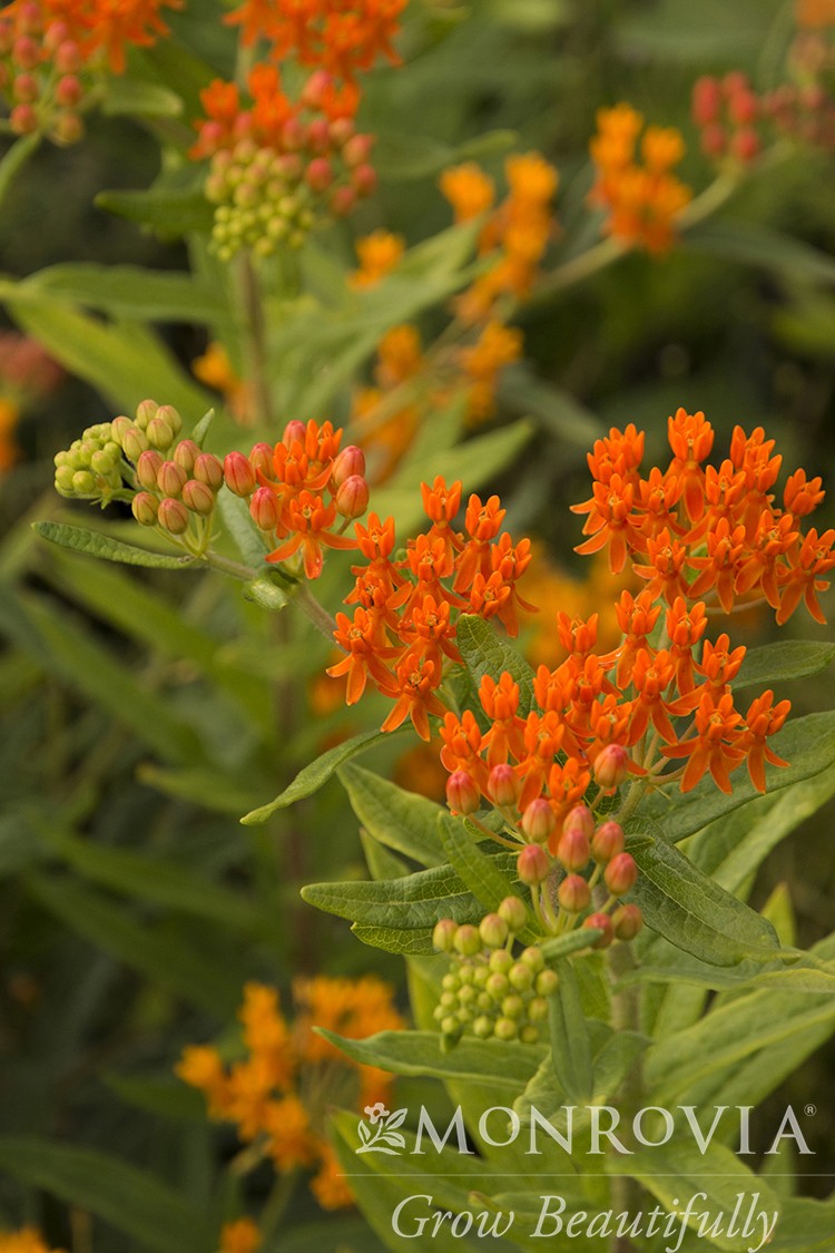 Butterfly Weed, Gay Butterflies - TheTreeFarm.com