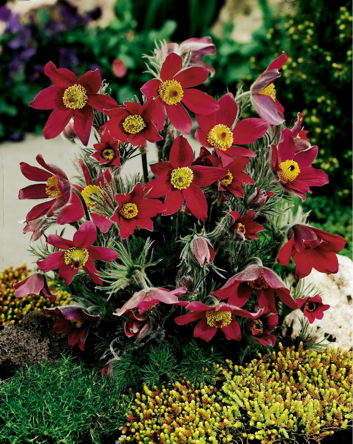 Pasque Flower, Red - TheTreeFarm.com