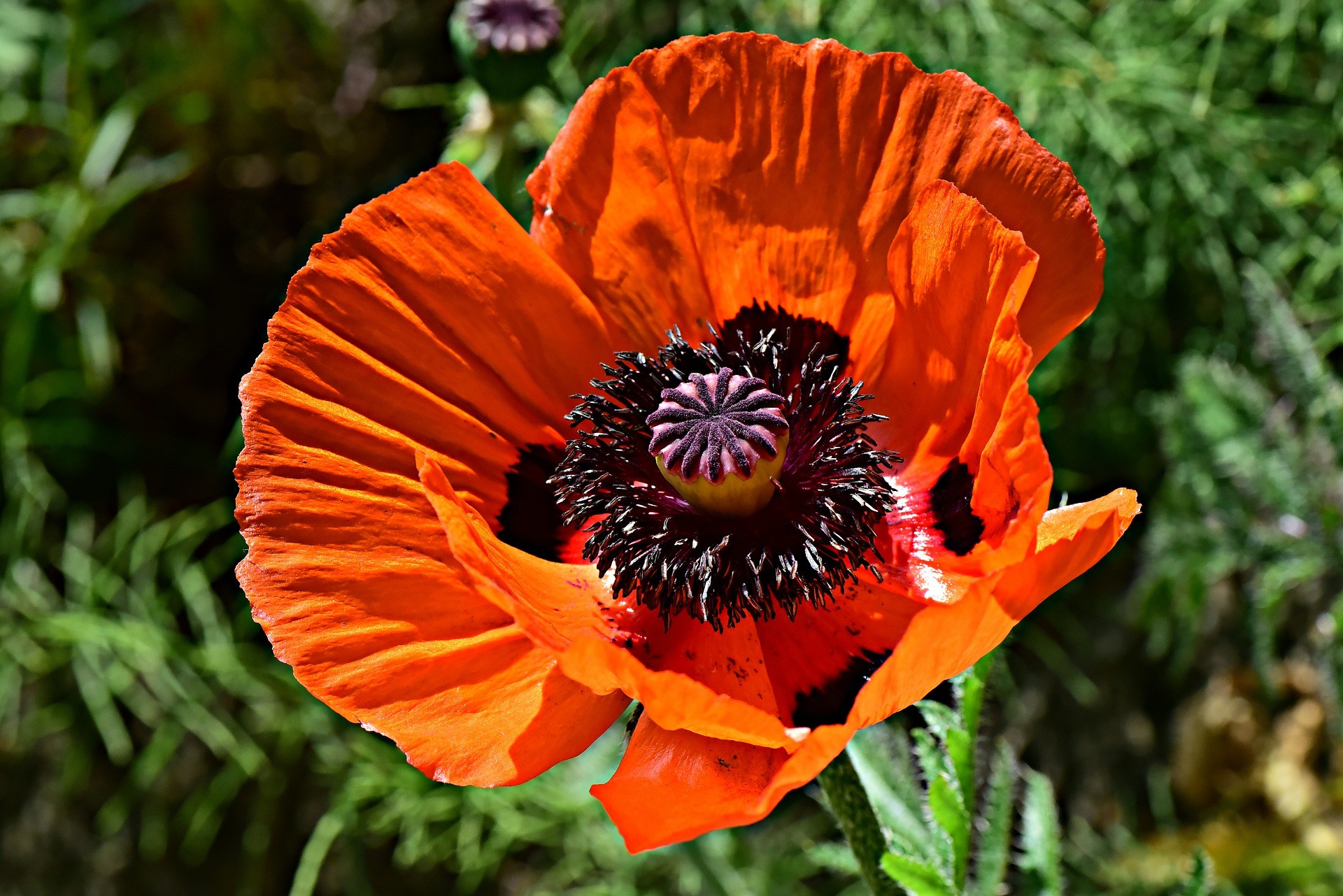 Papaver Orientale Allegro
