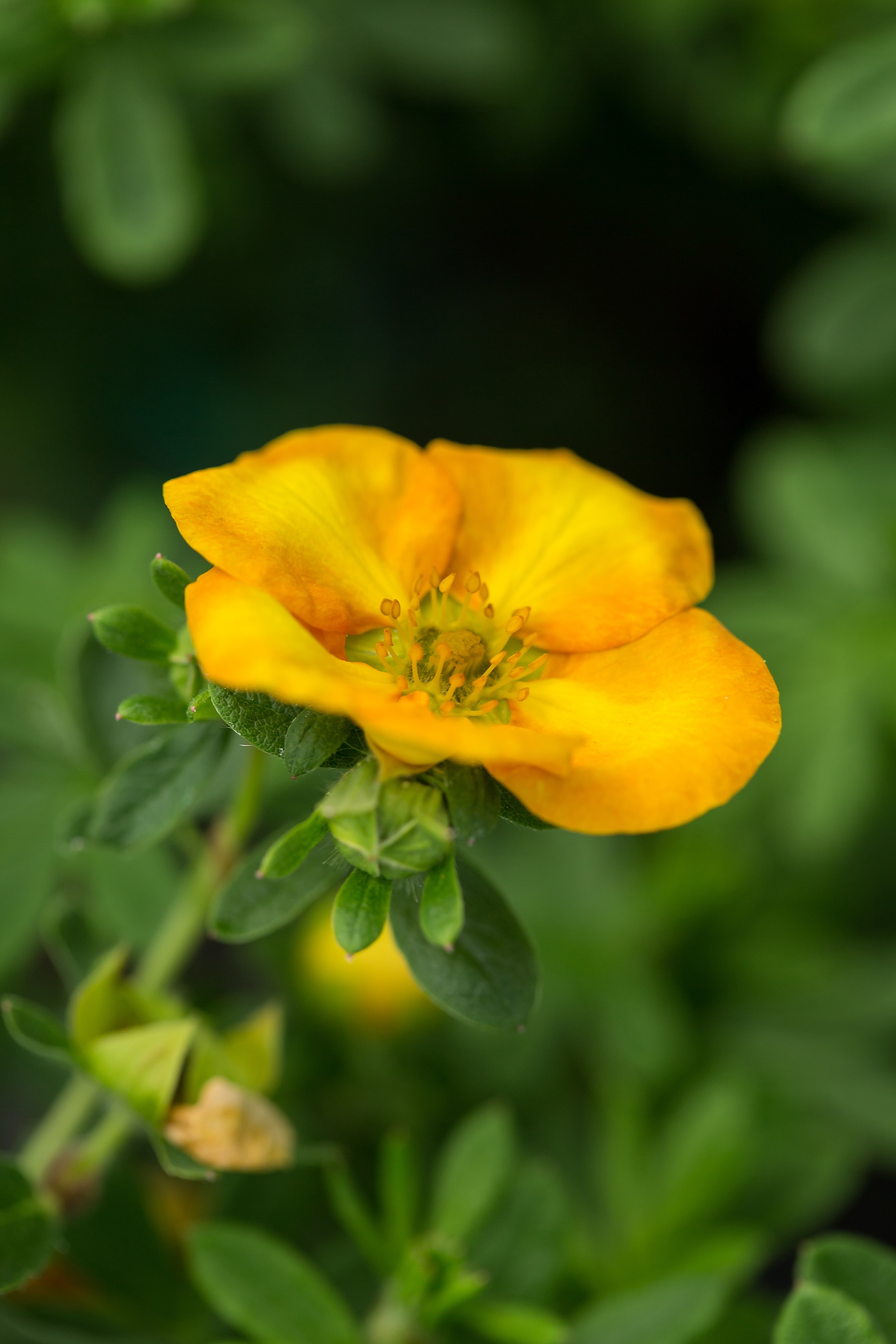 Potentilla, Mandarin Tango® - TheTreeFarm.com