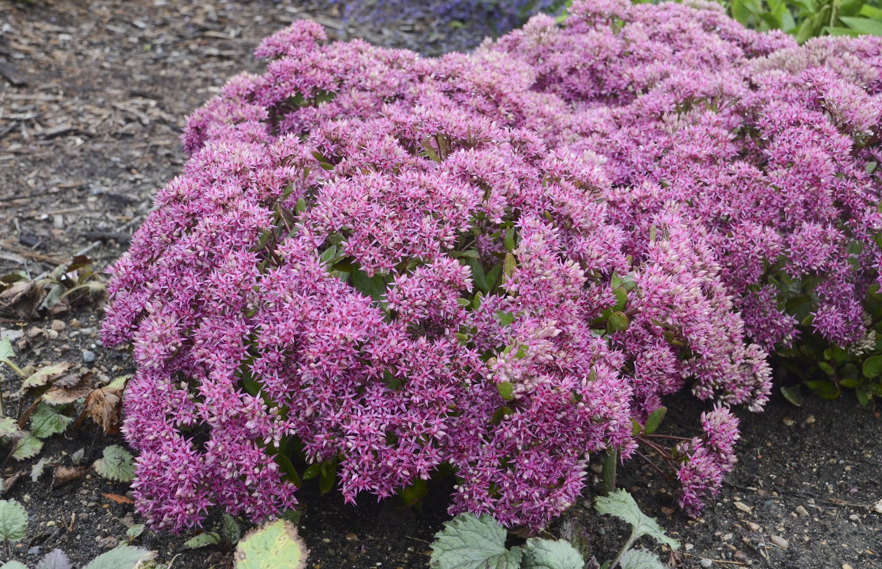 Sedum, Mr. Goodbud (Stonecrop) - TheTreeFarm.com