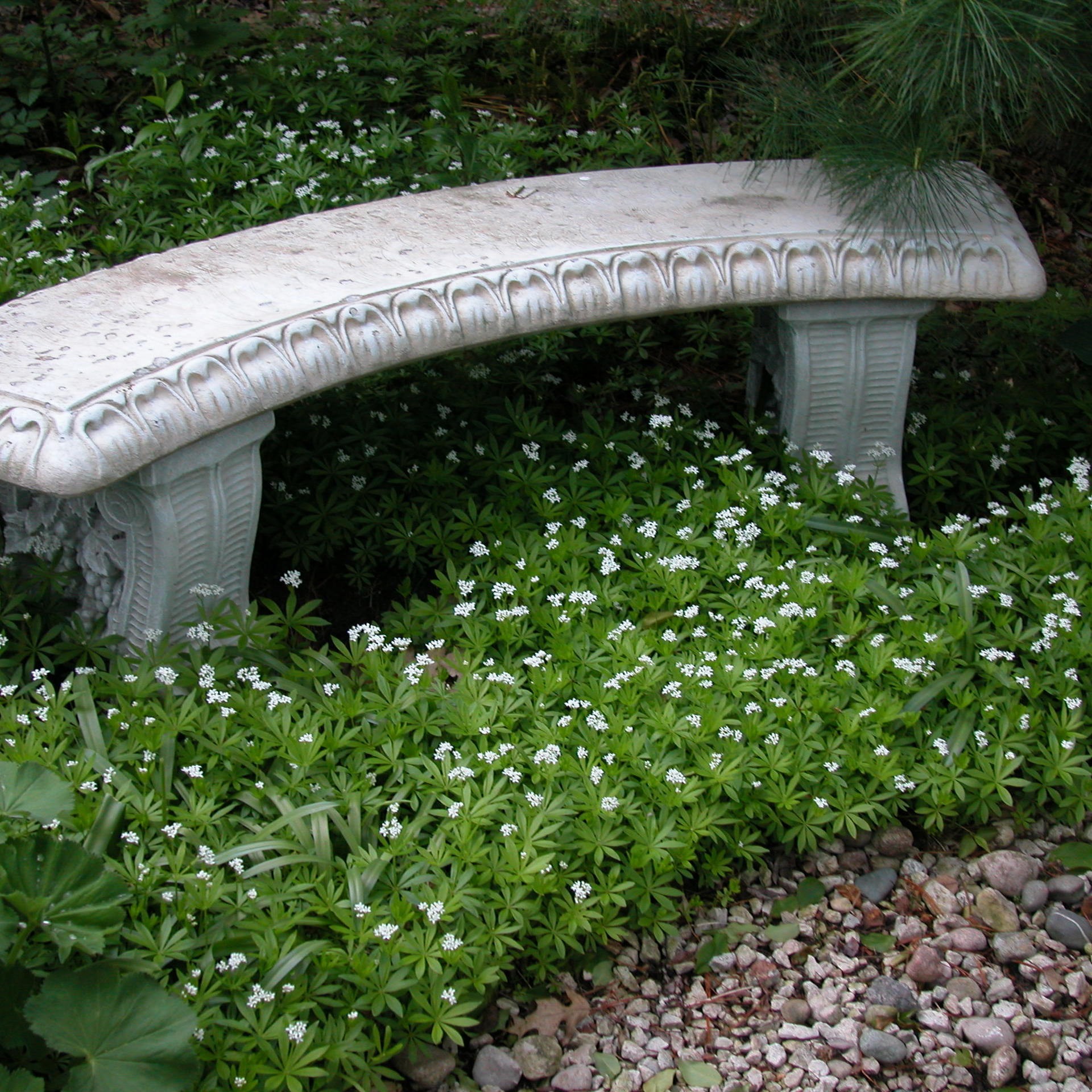 Sweet Woodruff - TheTreeFarm.com