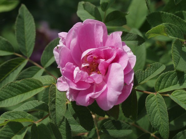 Rose, Rugosa - Thérèse Bugnet - TheTreeFarm.com