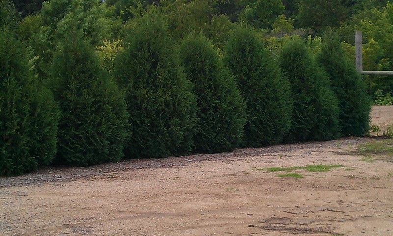 Arborvitae, Mission (Techny) - TheTreeFarm.com