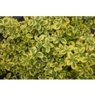 Shrubs - Plants - TheTreeFarm.com