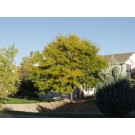 Deciduous Trees - TheTreeFarm.com