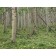 Quaking Aspen - TheTreeFarm.com