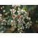 Chokeberry, Autumn Magic Black - TheTreeFarm.com
