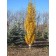 Birch, Parkland Pillar® - TheTreeFarm.com