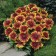 Blanket Flower, Arizona Sun (Gaillardia) - TheTreeFarm.com
