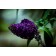 Butterfly Bush, Summer Bird® Midnight Blue - TheTreeFarm.com