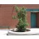 Oak, Gambel - TheTreeFarm.com