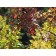 Oak, Gambel - TheTreeFarm.com