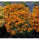 Coreopsis, SUNSTAR™ Orange (Tickseed) - TheTreeFarm.com