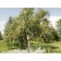 Dolgo Flowering Crabapple - TheTreeFarm.com