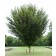 Elm, Princeton American - TheTreeFarm.com