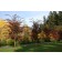 Frontier Elm - TheTreeFarm.com