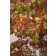 Frontier Elm - TheTreeFarm.com