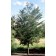 Elm, Princeton American - TheTreeFarm.com
