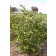 Chokeberry, Autumn Magic Black - TheTreeFarm.com