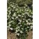 Chokeberry, Autumn Magic Black - TheTreeFarm.com