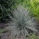 Avena Grass, Blue - TheTreeFarm.com