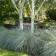 Avena Grass, Blue - TheTreeFarm.com