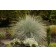 Avena Grass, Blue - TheTreeFarm.com