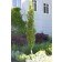Birch, Parkland Pillar® - TheTreeFarm.com