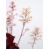 Coral Bells, Ruby Tuesday (Heuchera) - TheTreeFarm.com