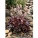 Coral Bells, Ruby Tuesday (Heuchera) - TheTreeFarm.com