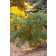 Locust, Twisty Baby® - TheTreeFarm.com