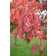 Frontier Elm - TheTreeFarm.com