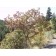 Oak, Gambel - TheTreeFarm.com