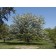 Hawthorne, Winter King - TheTreeFarm.com
