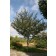 Hawthorne, Winter King - TheTreeFarm.com