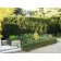 Yew, Hicks - TheTreeFarm.com