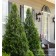 Juniper, Green Column (Hetz Column) - TheTreeFarm.com