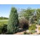 Juniper, Medora - TheTreeFarm.com