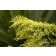 Juniper, Sea of Gold® - TheTreeFarm.com