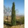 Juniper, Woodward - TheTreeFarm.com
