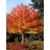 Maple, Norwegian Sunset® - TheTreeFarm.com